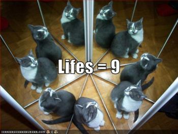 Why do cats have nine lives?