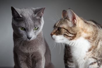 Differences Between Male and Female Cats
