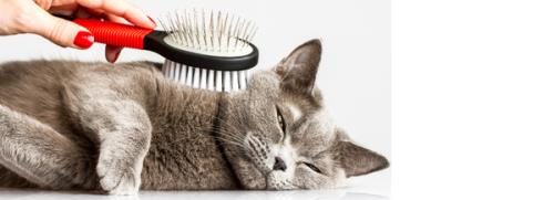 How to introduce a new cat to your existing cats