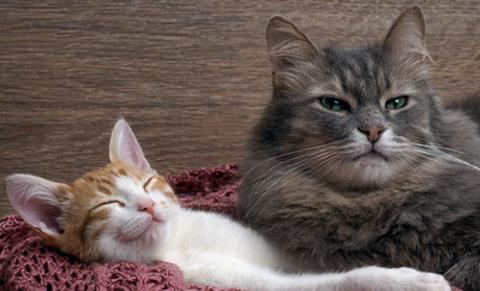 15 tips for moving house with a cat