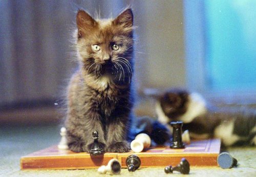 Can we understand how intelligent cats are?