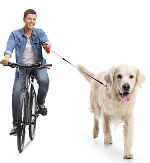 How to bike with your dog safely.